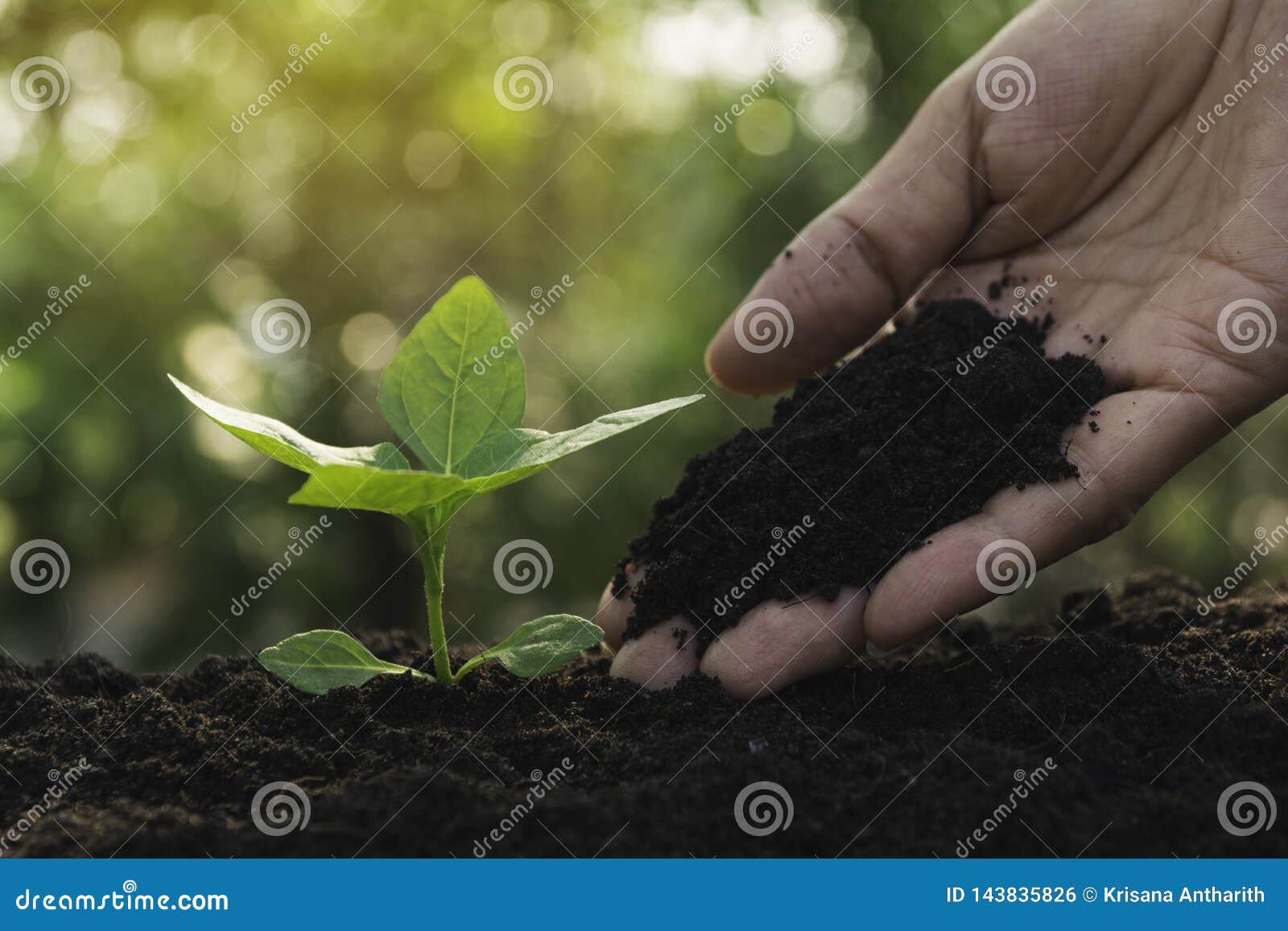 Seedling and Plant Growing in Soil and Copy Space for Insert Text Stock ...