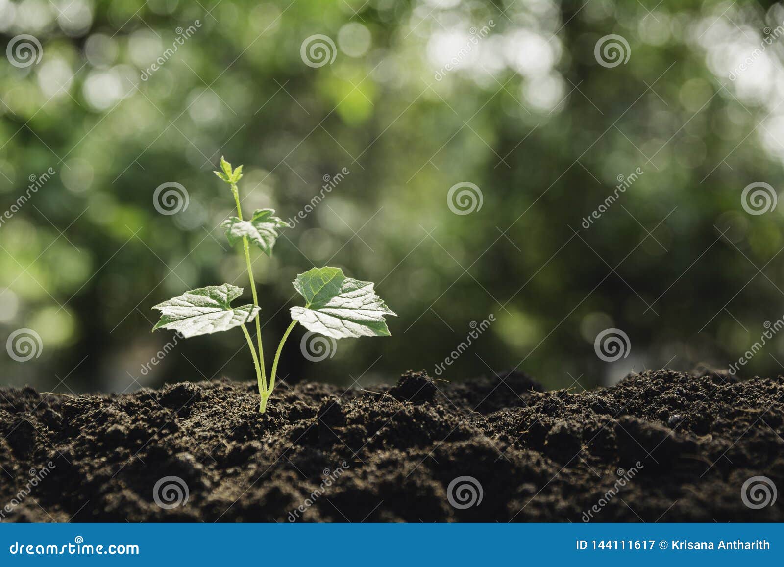 Seedling and Plant Growing in Soil and Copy Space for Insert Text Stock ...