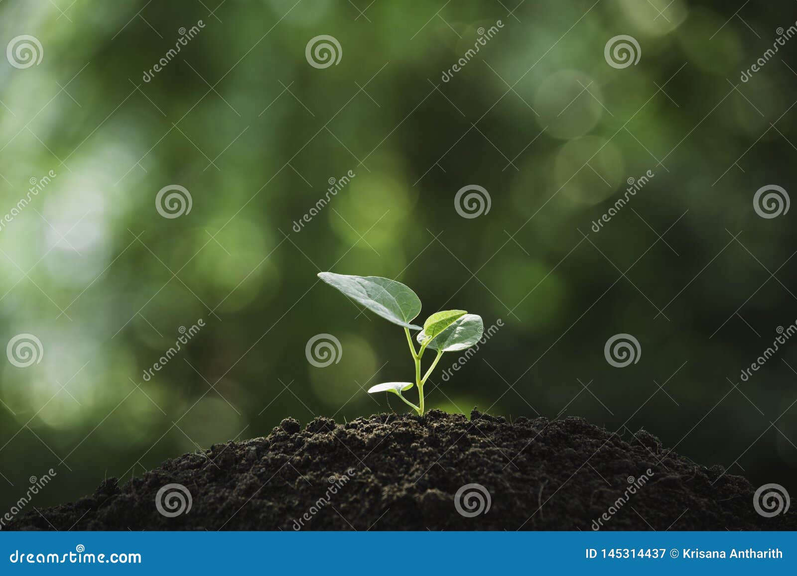 Seedling and Plant Growing in Soil and Copy Space for Insert Text Stock ...