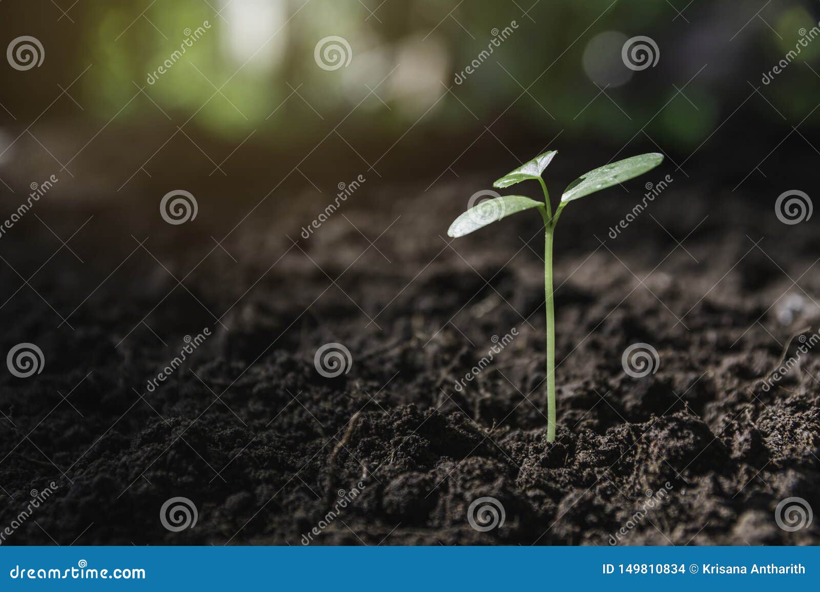 Seedling and Plant Growing in Soil and Copy Space for Insert Text Stock ...