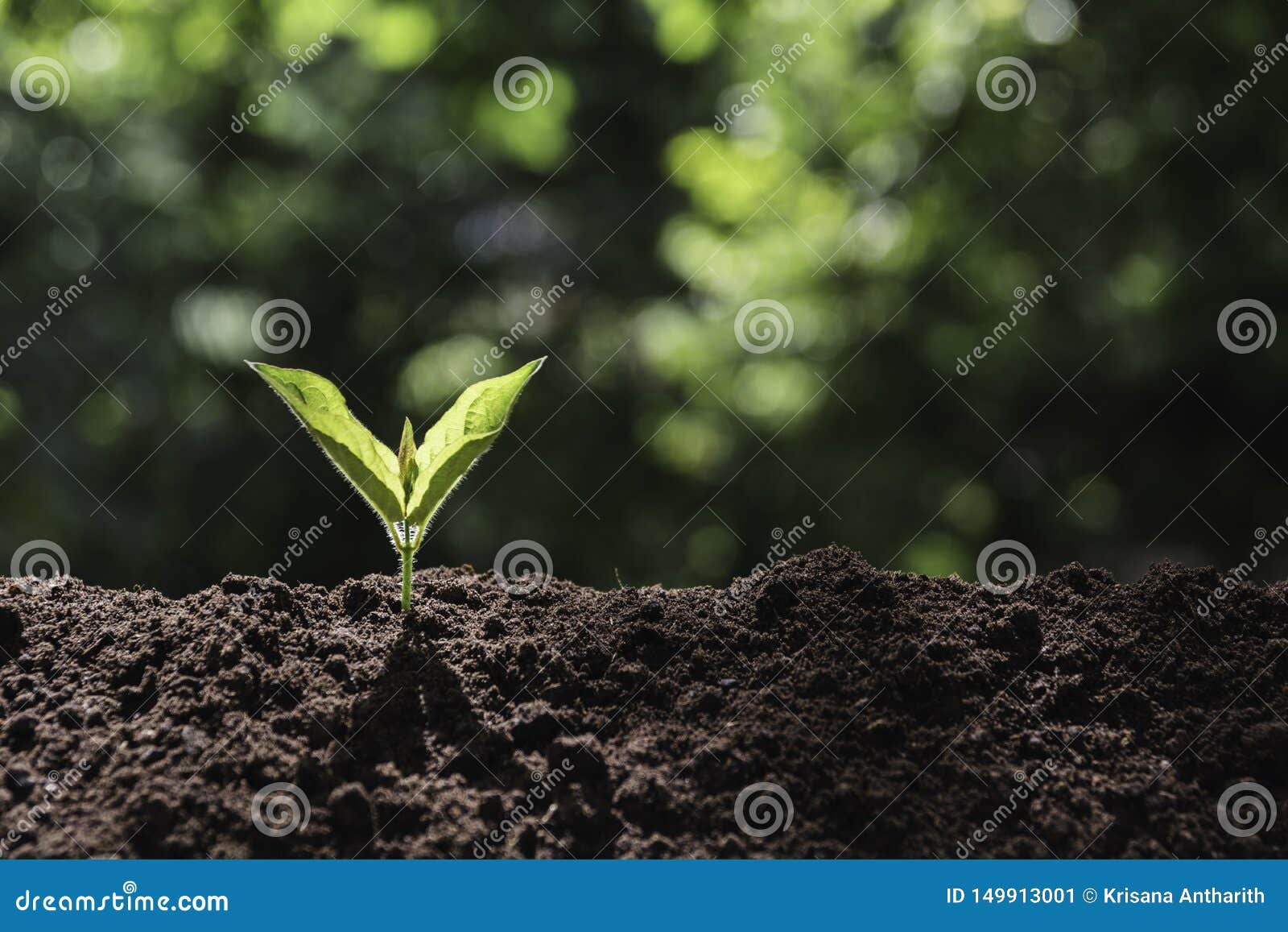 Seedling and Plant Growing in Soil and Copy Space for Insert Text Stock ...