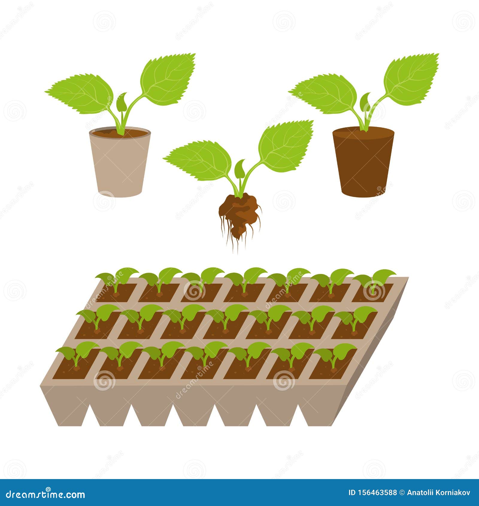 Seedling and Plant Growing. Vector Graphics Stock Vector - Illustration ...