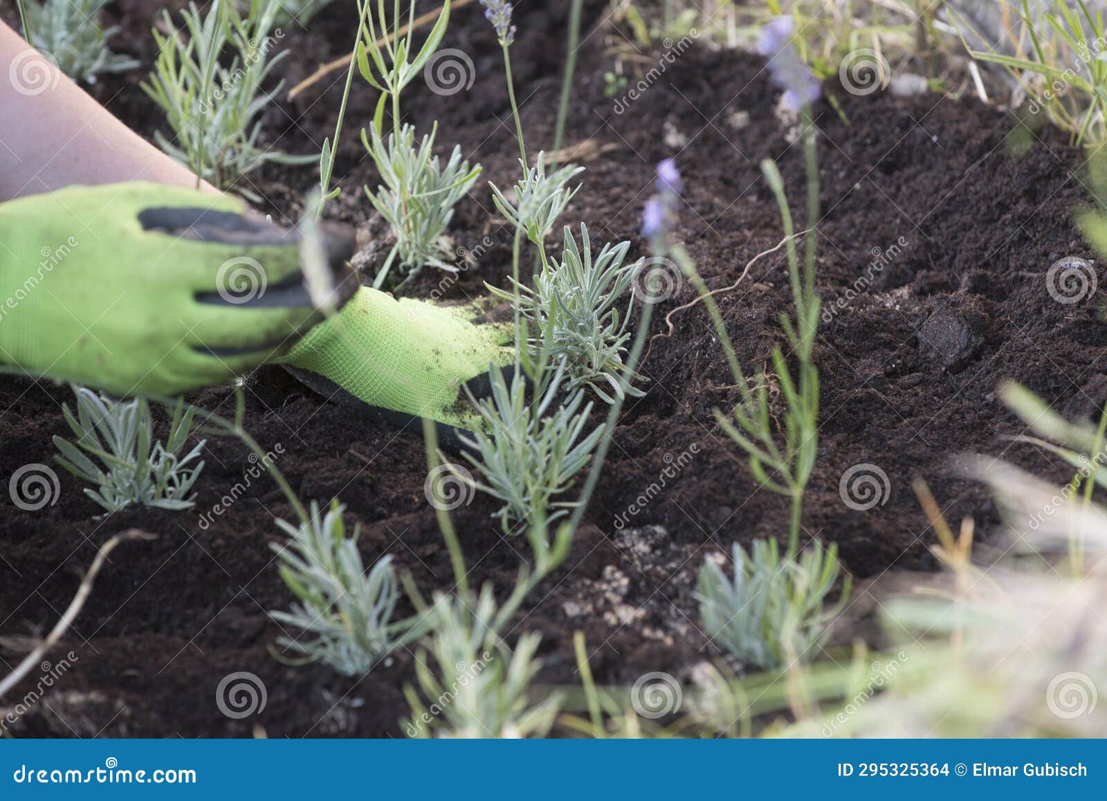 Planting in the Ground for Crop Production Stock Photo - Image of ...