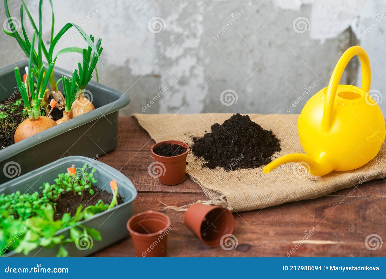 Seedling Planting Process at Home. Planting Greens in Pots Stock Photo ...