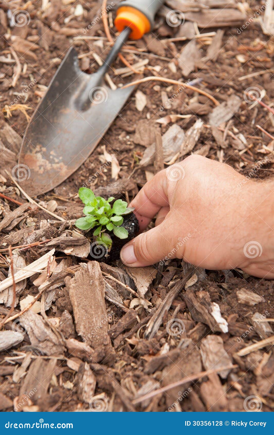Seedling Planting stock photo. Image of seedling, earth - 30356128
