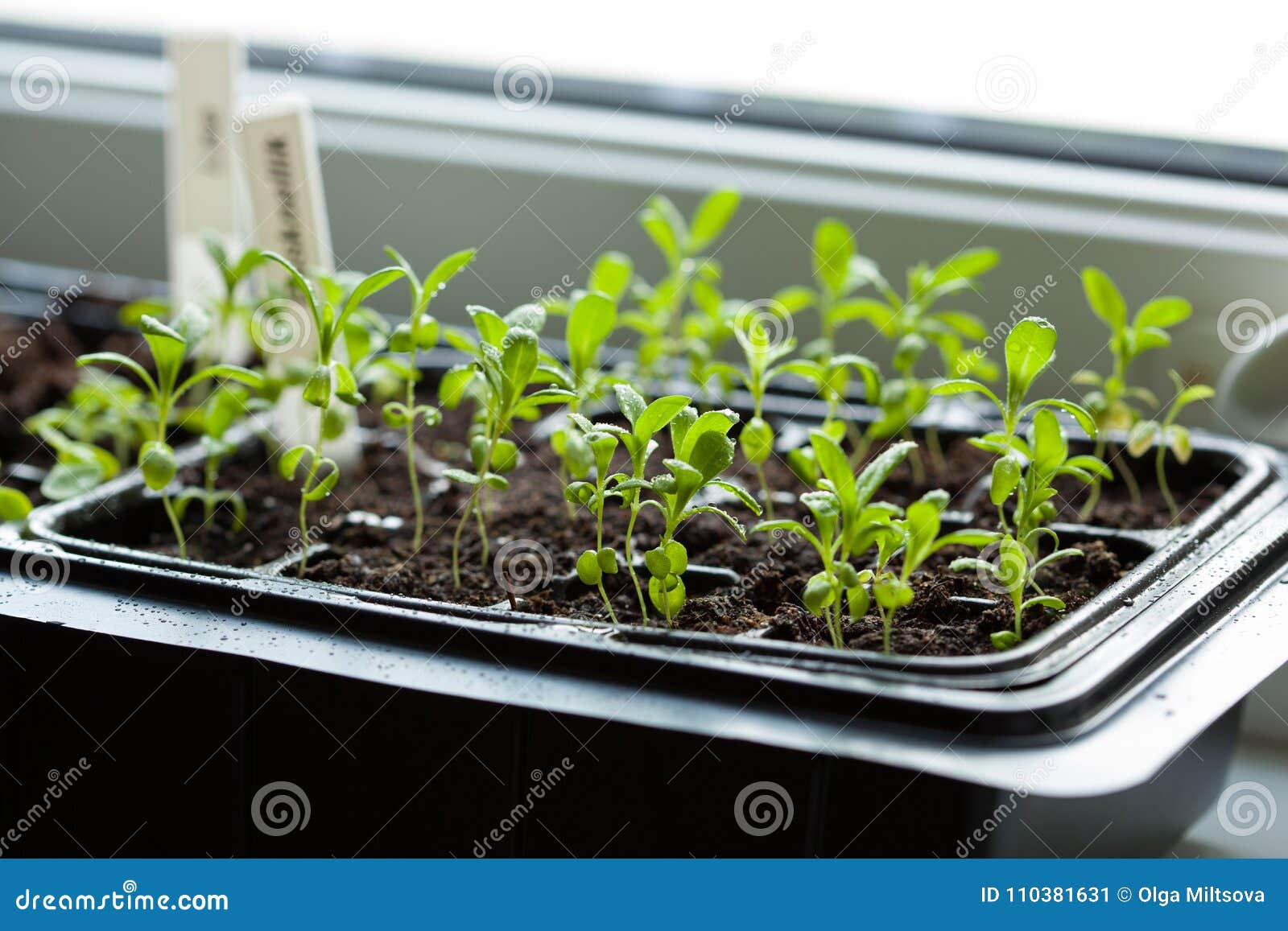 Seedling Plants Growing in Germination Plastic Tray Stock Image - Image ...
