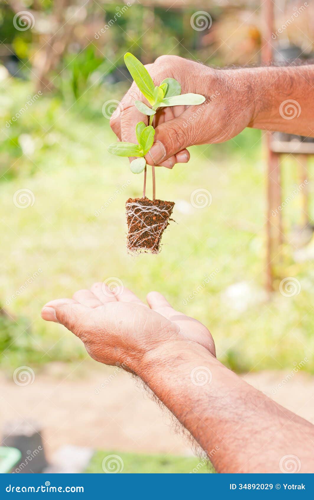 Seedling plants on hand. stock image. Image of growth - 34892029