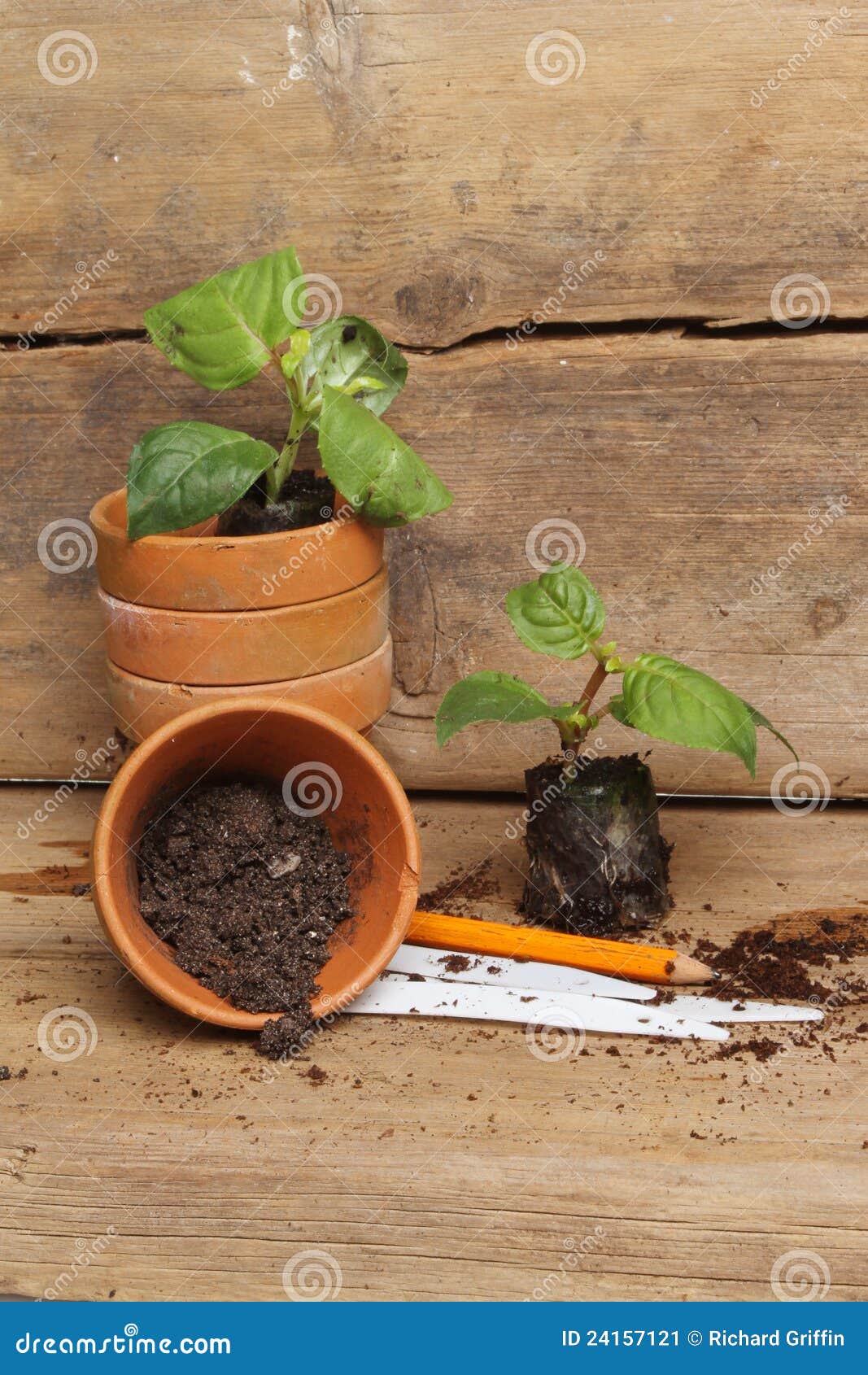 Seedling plants and pots stock image. Image of soil, wooden - 24157121