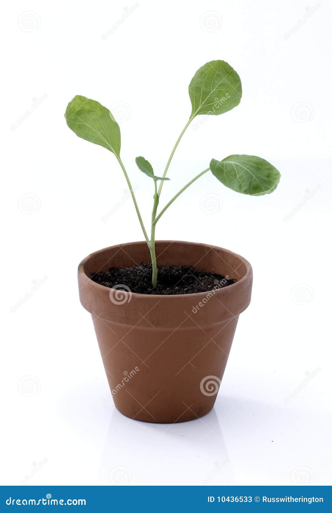 Seedling in Pot stock image. Image of young, plant, gardening - 10436533