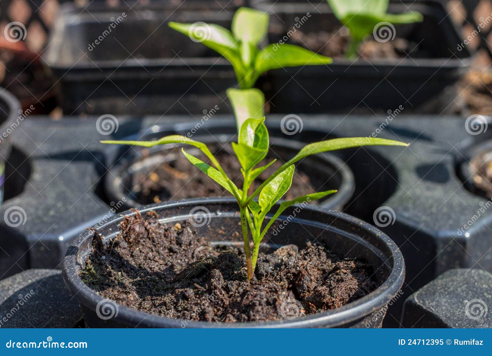 Seedling in a pot stock image. Image of organic, macro - 24712395
