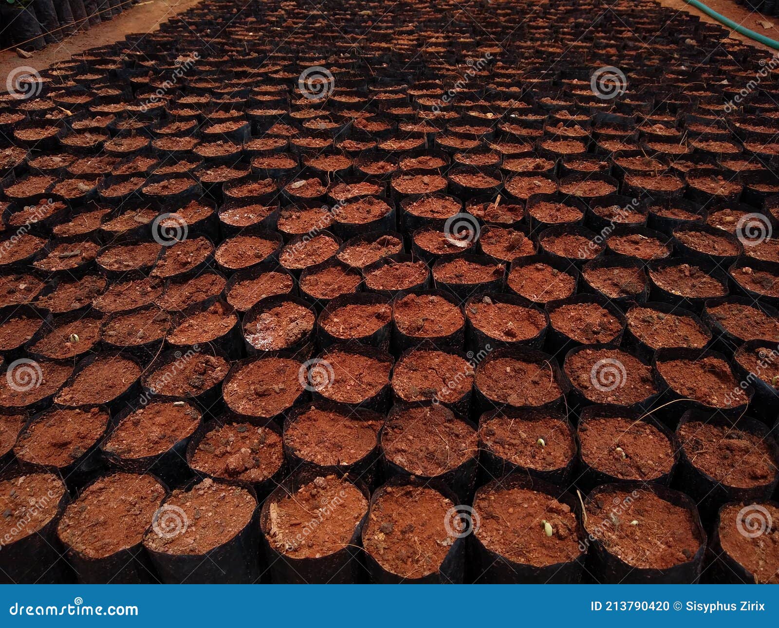 Seedling Pot Arrangement in the Nursery Stock Photo - Image of flooring ...