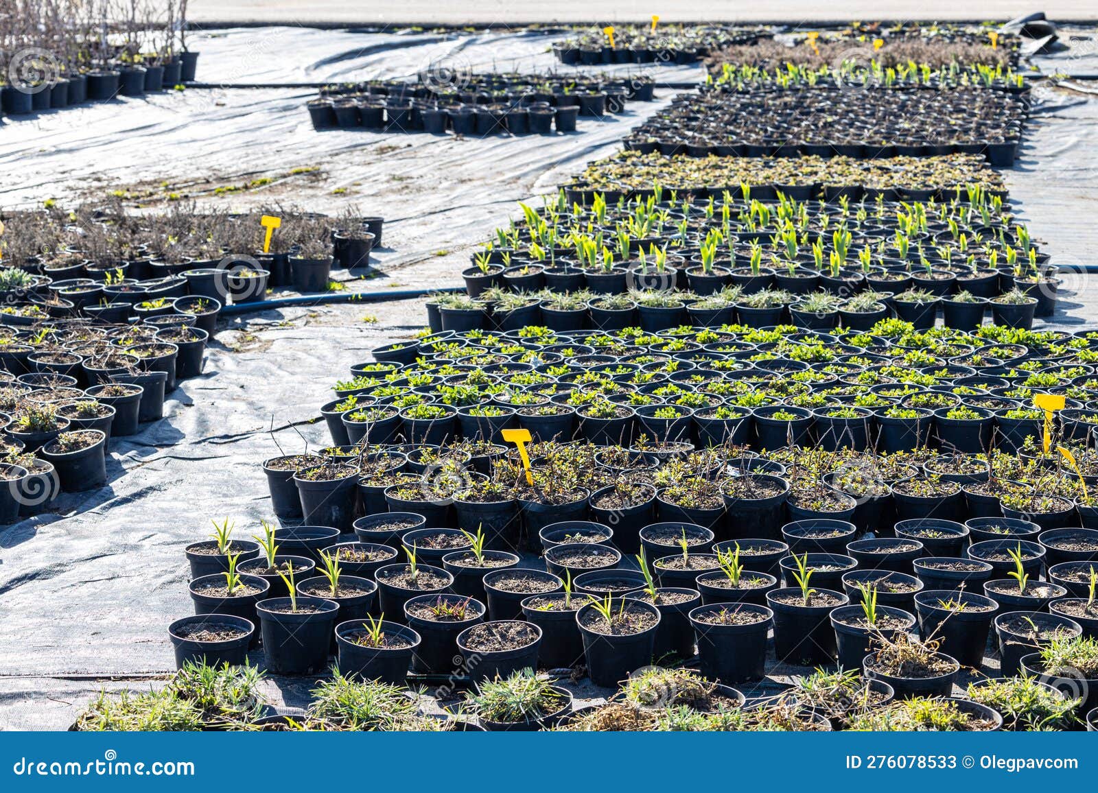 Seedling in a Pot in a Garden Plant Nursery Stock Image - Image of grow ...