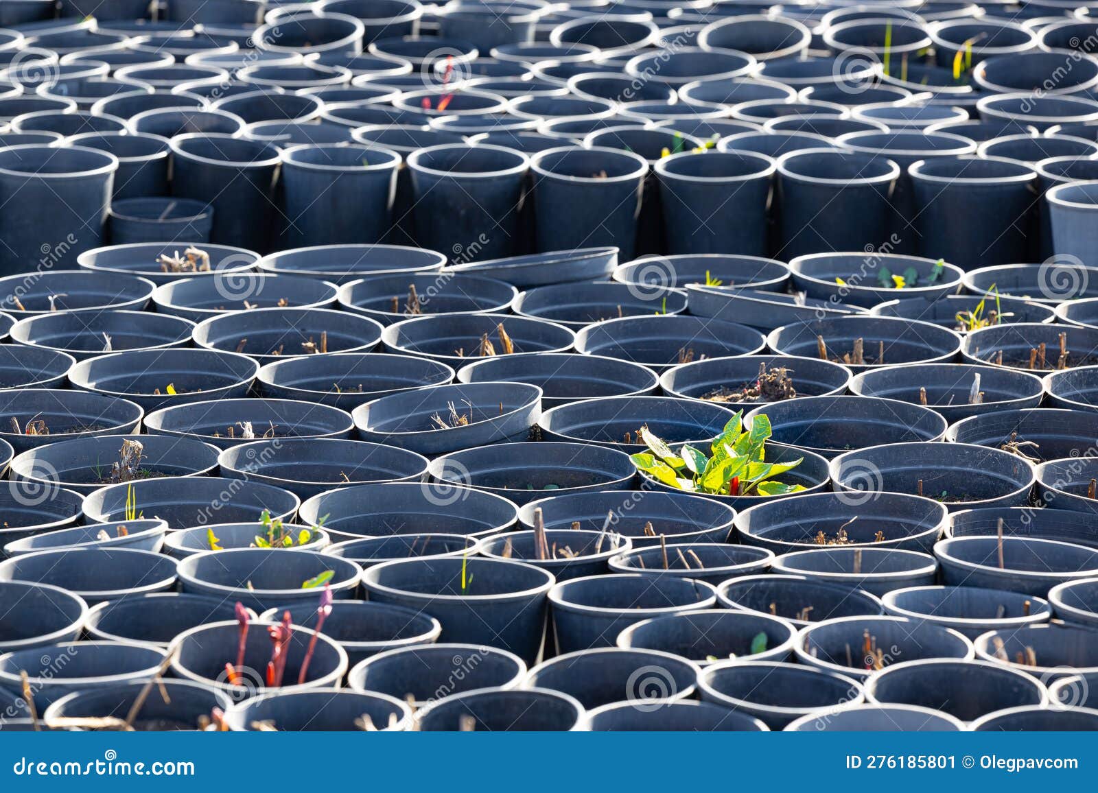 Seedling in a Pot in a Garden Plant Nursery. Stock Image - Image of ...