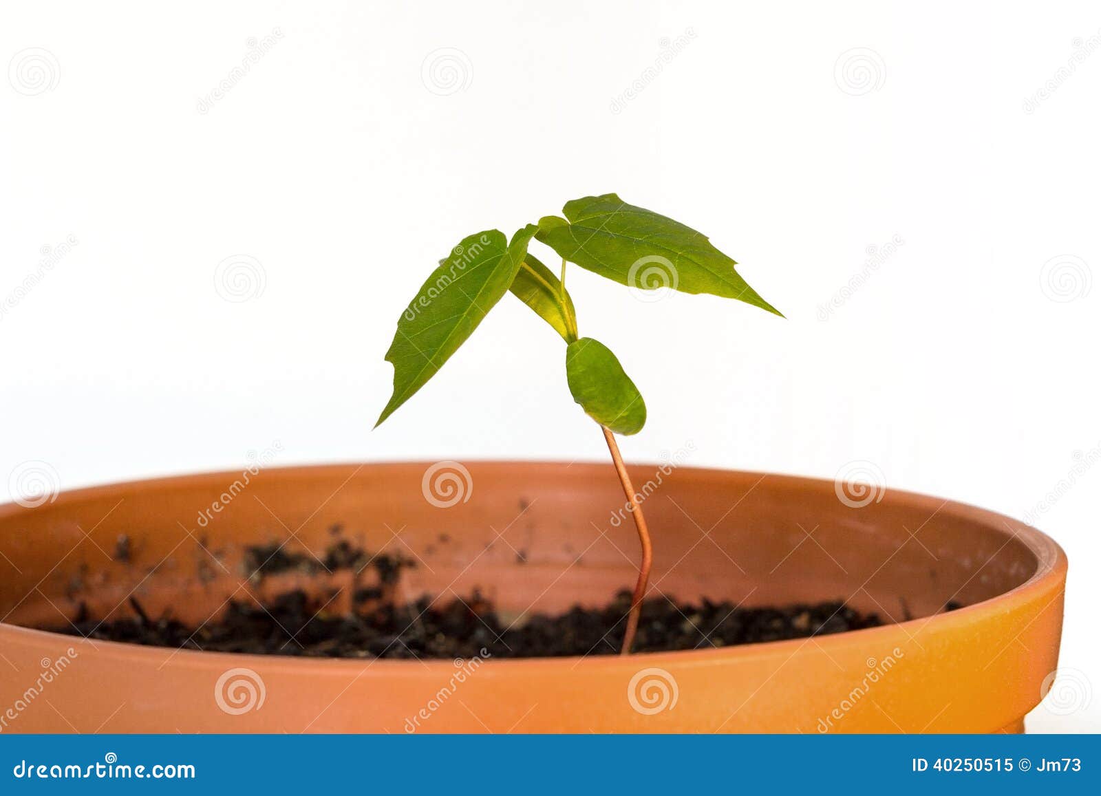 Seedling in a Pot with Soil Stock Image - Image of environmental ...