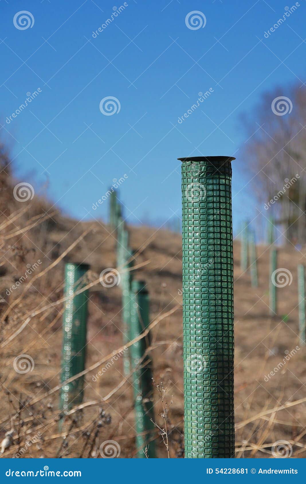 Seedling Protectors stock image. Image of shrub, grow - 54228681
