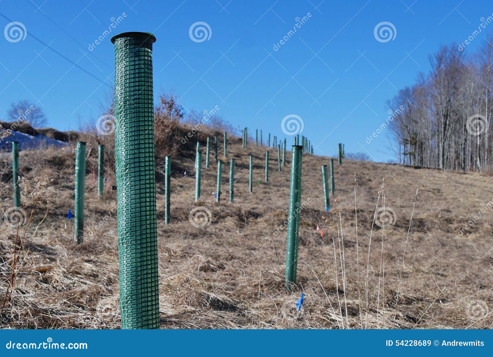 Seedling Protectors stock image. Image of shelter, young - 54228689