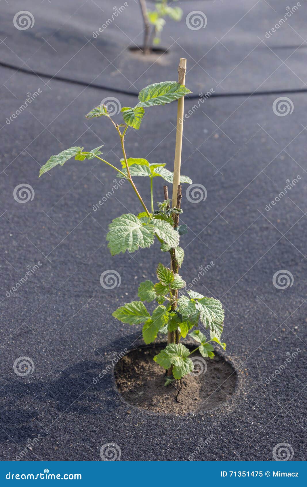 Seedling Raspberries Freshly Planted Stock Image - Image of planting ...