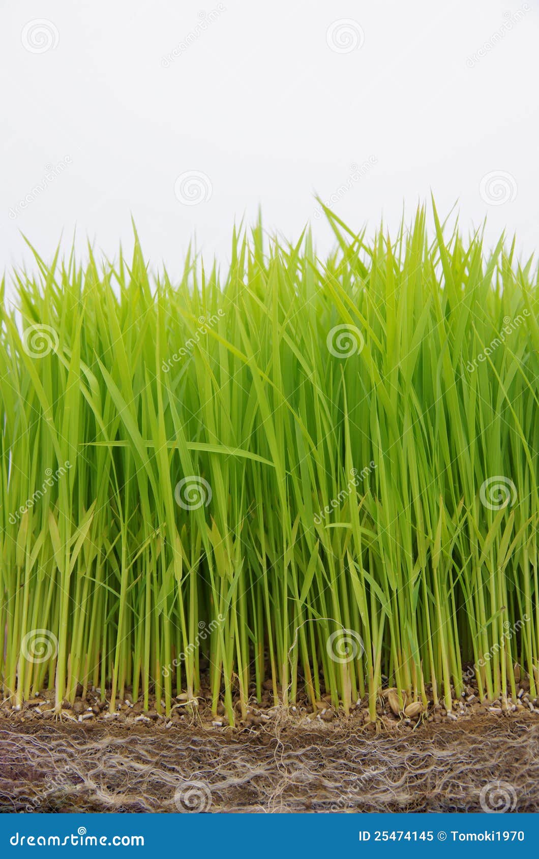 Seedling rice stock image. Image of transplanter, plant - 25474145