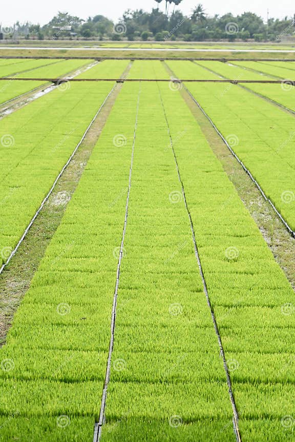 Seedling rice fields stock image. Image of farmer, field - 83534581