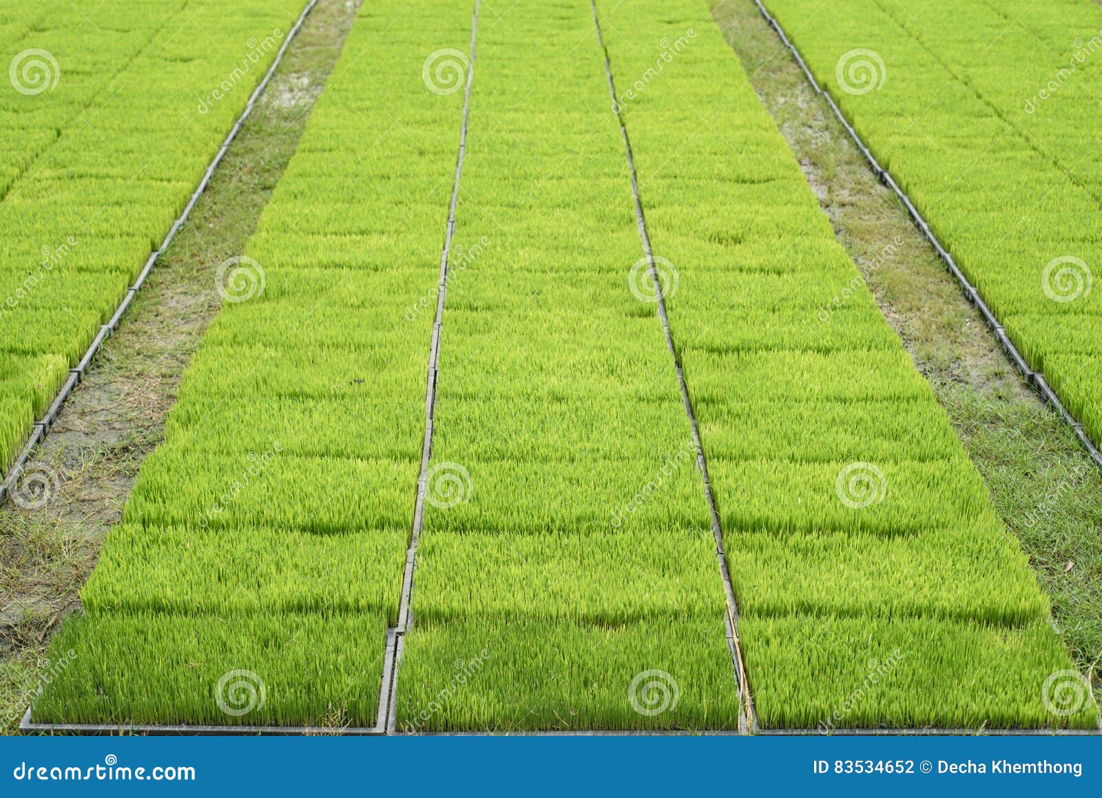 Seedling rice fields stock photo. Image of background - 83534652