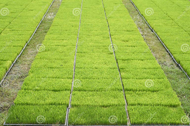 Seedling rice fields stock photo. Image of background - 83534652