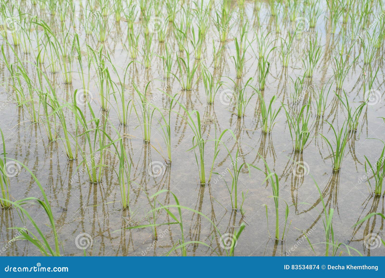 Seedling rice fields stock photo. Image of asia, countryside - 83534874