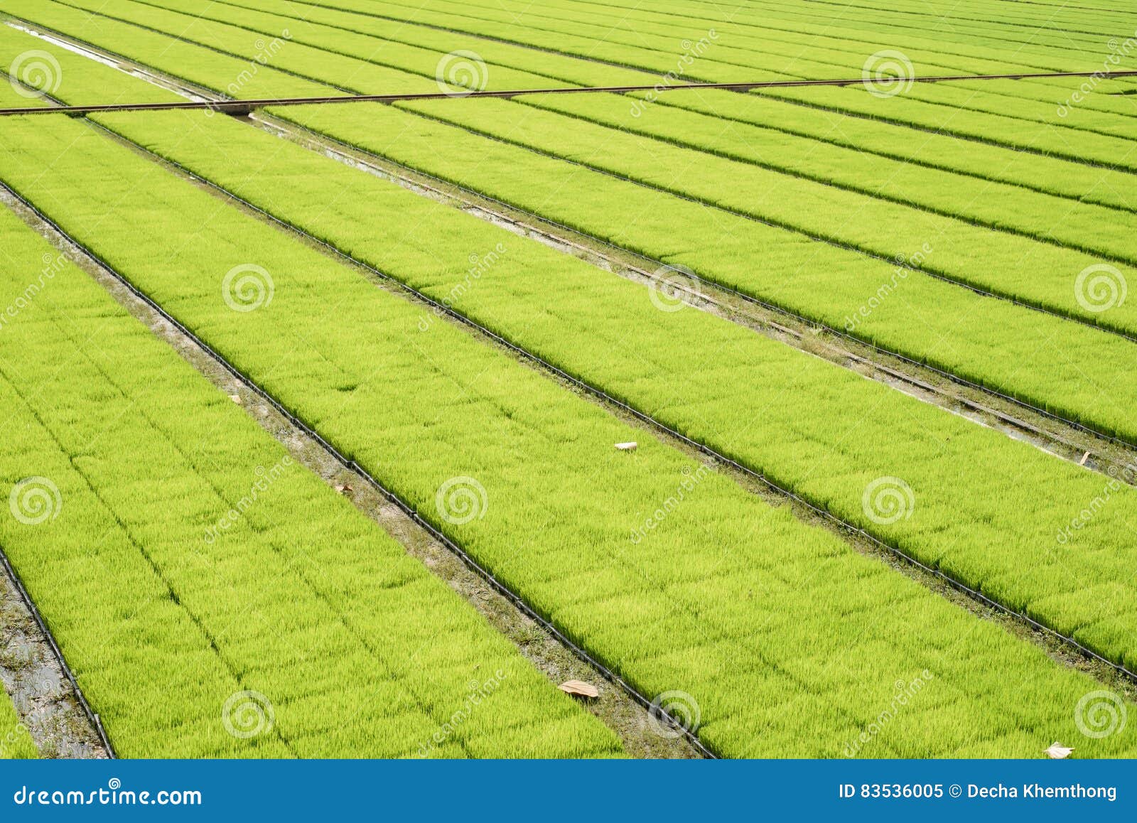 Seedling rice fields stock image. Image of beautiful - 83536005