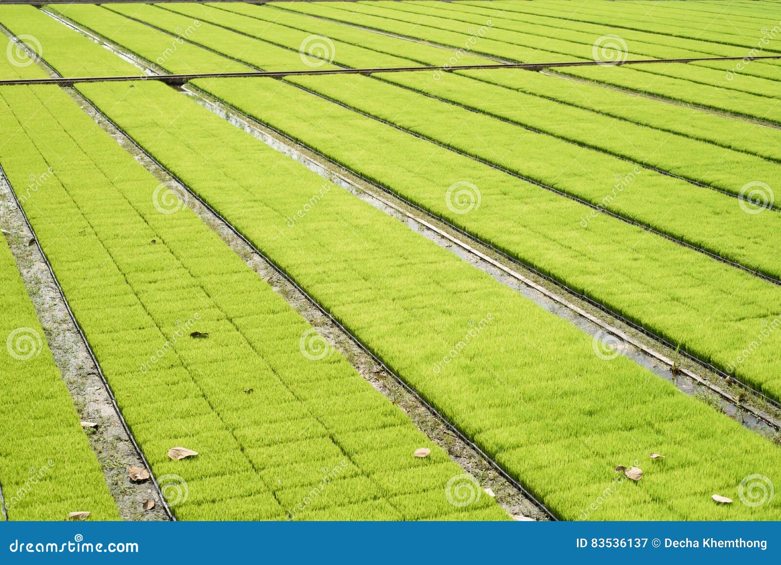 Seedling rice fields stock image. Image of asia, fresh - 83536137