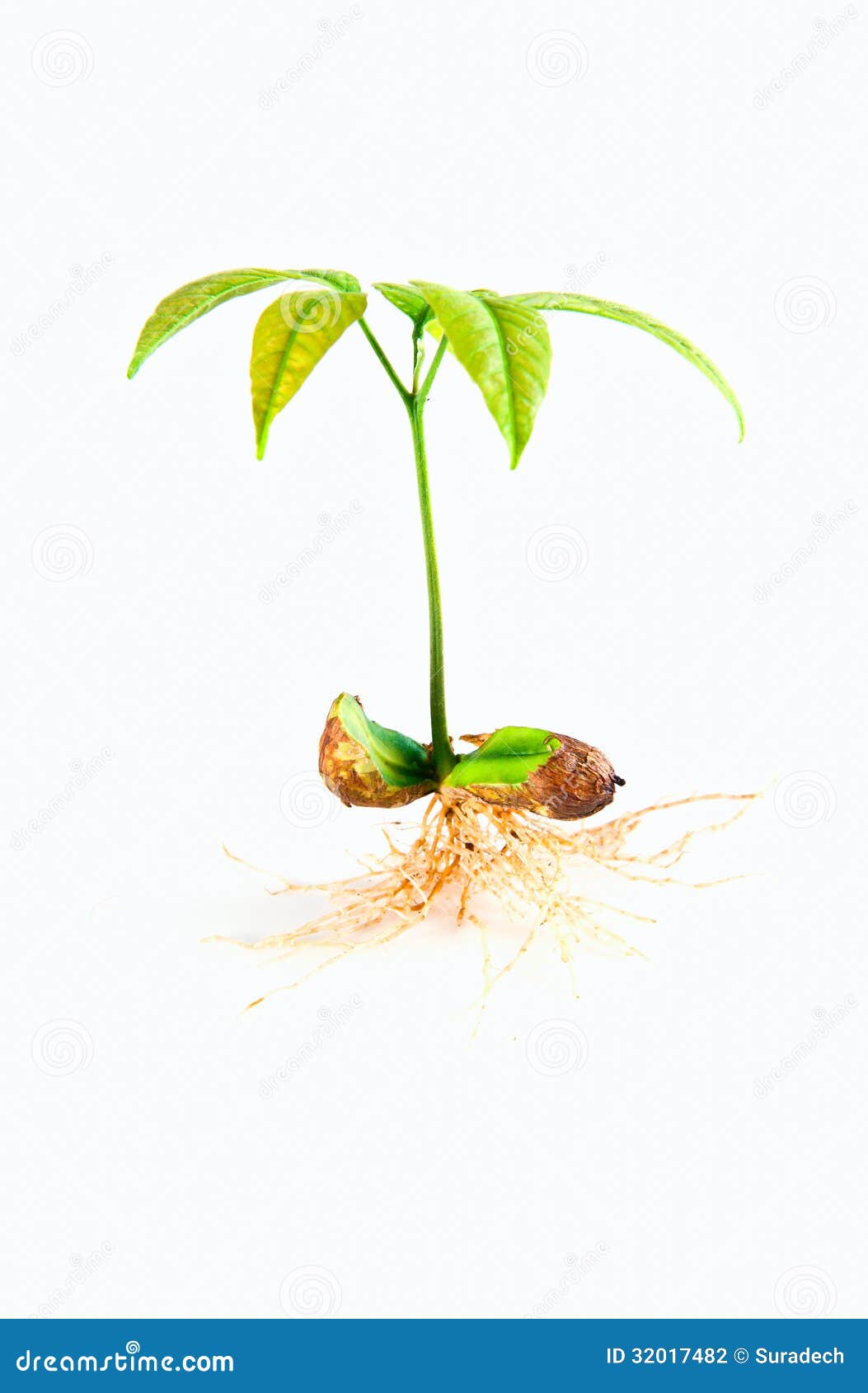 Seedling with roots stock photo. Image of germinate, sprout - 32017482