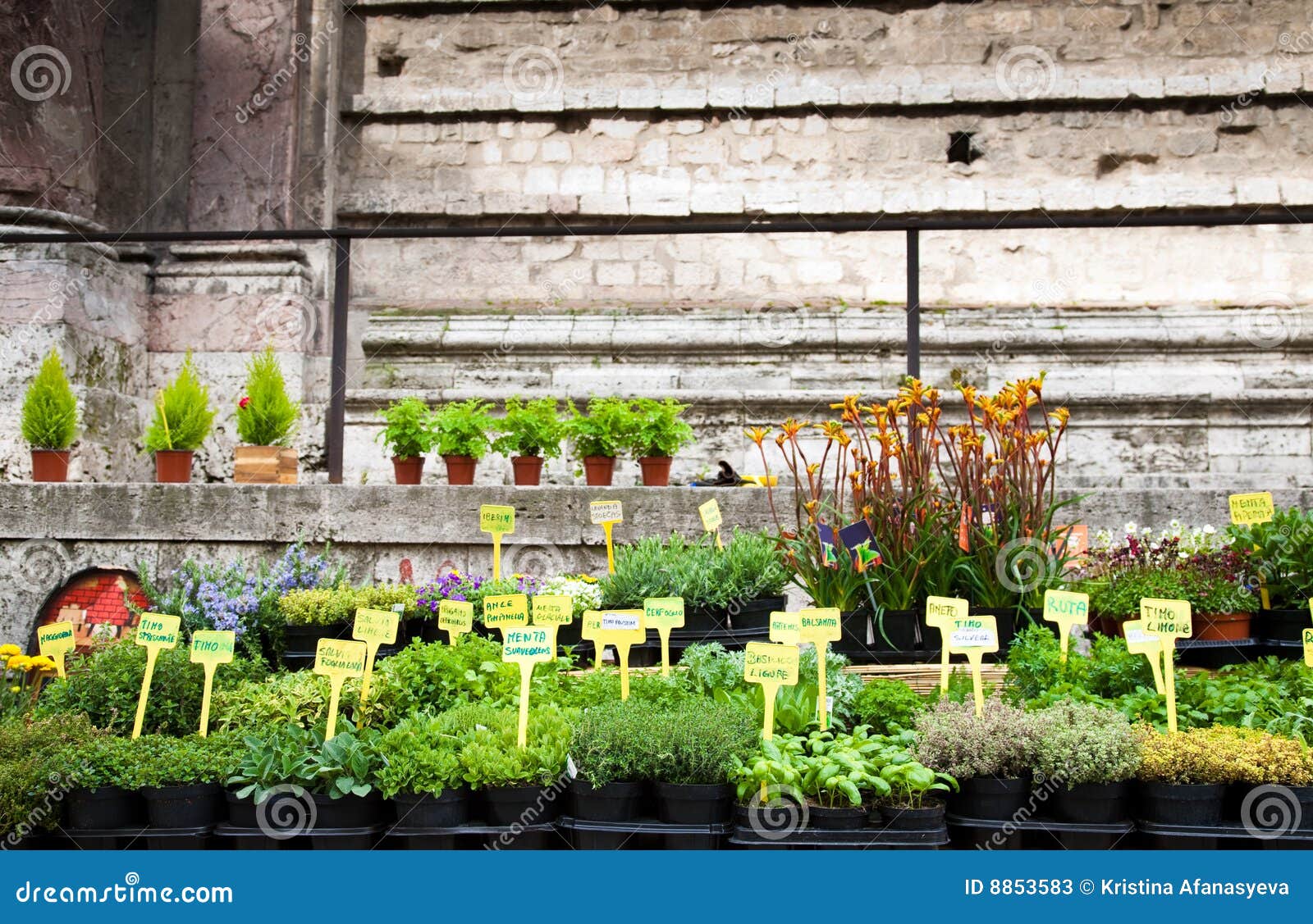 Seedling for Sale on the Street Stock Image - Image of soil, flower ...