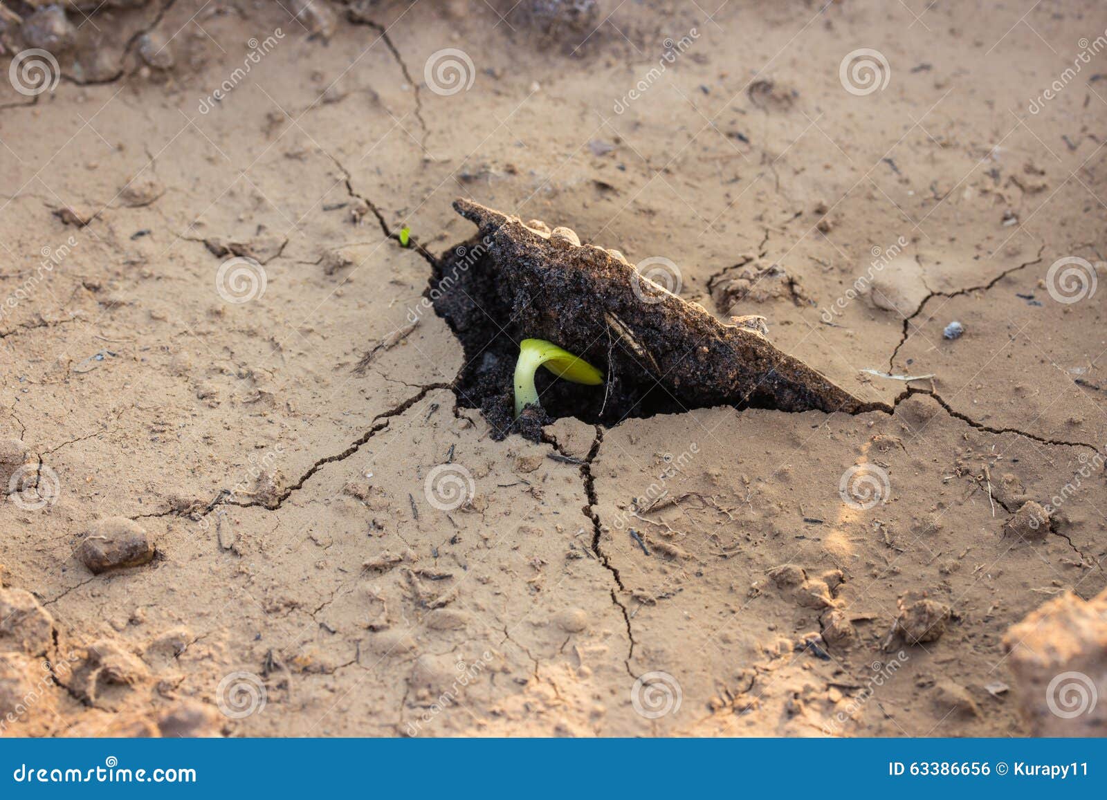 Seedling Seed Germinating in Soil Stock Photo - Image of healthy, soil ...