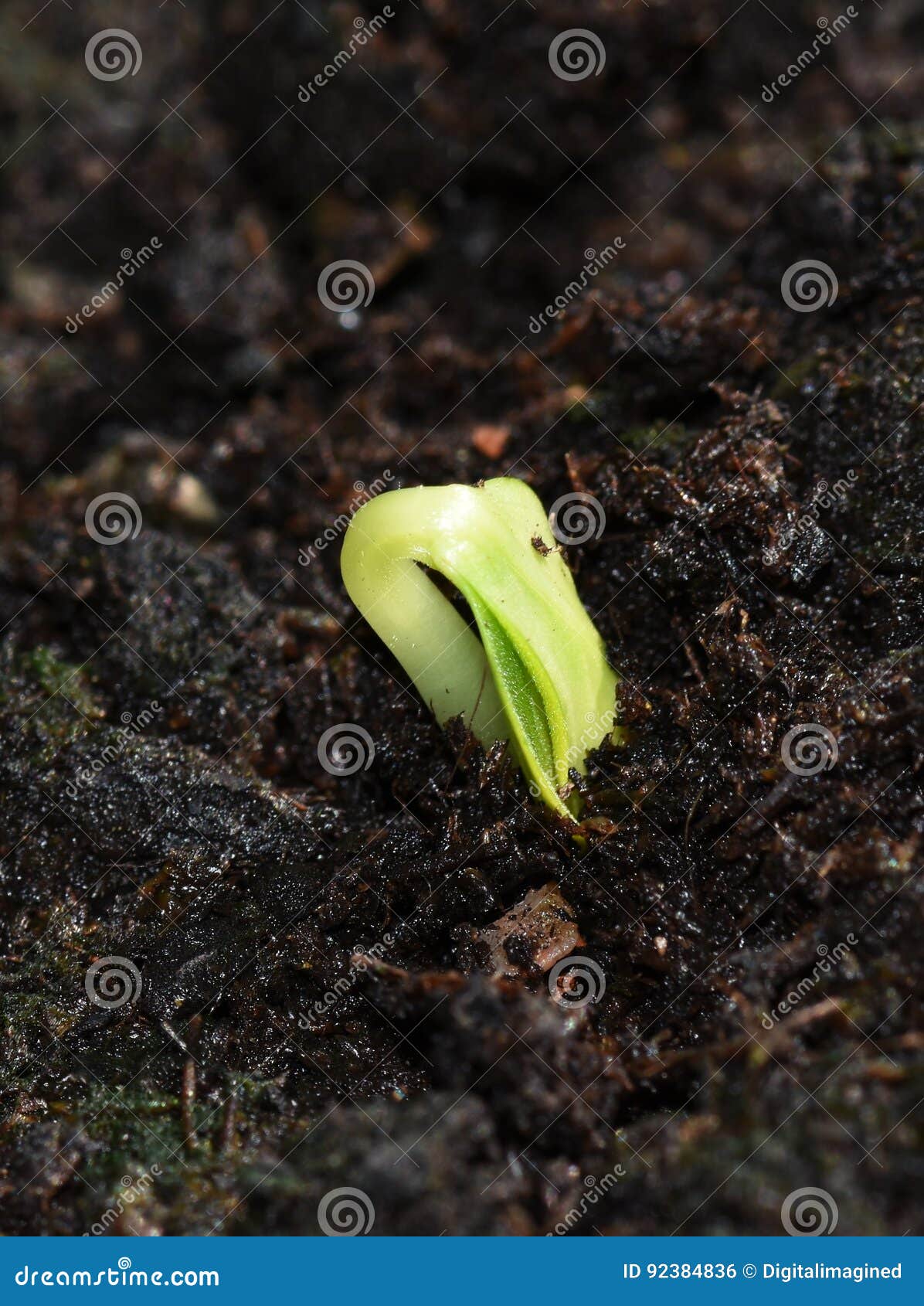 Seedling stock photo. Image of bent, green, earth, growth - 92384836