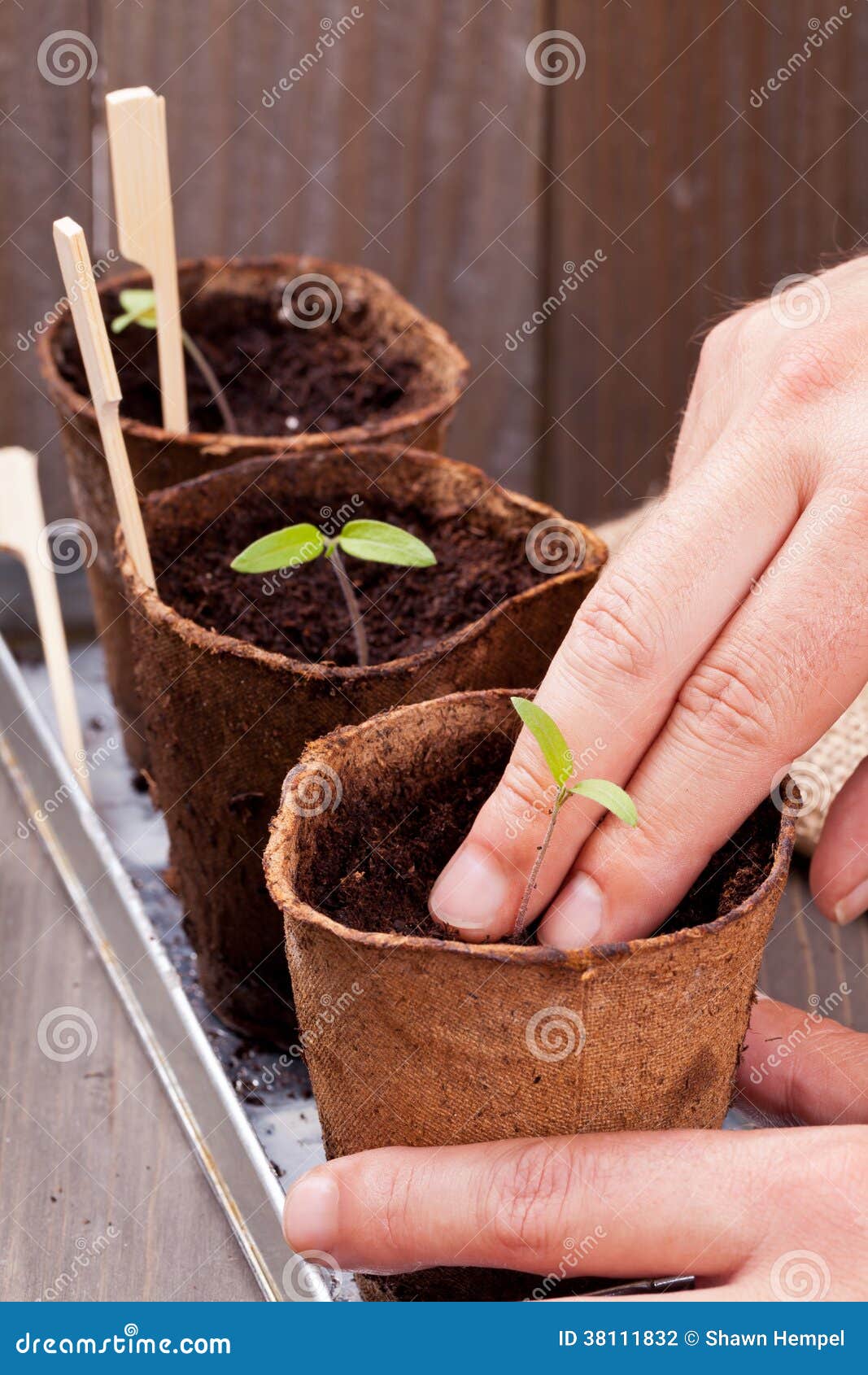 Seedling separation stock photo. Image of separate, care - 38111832