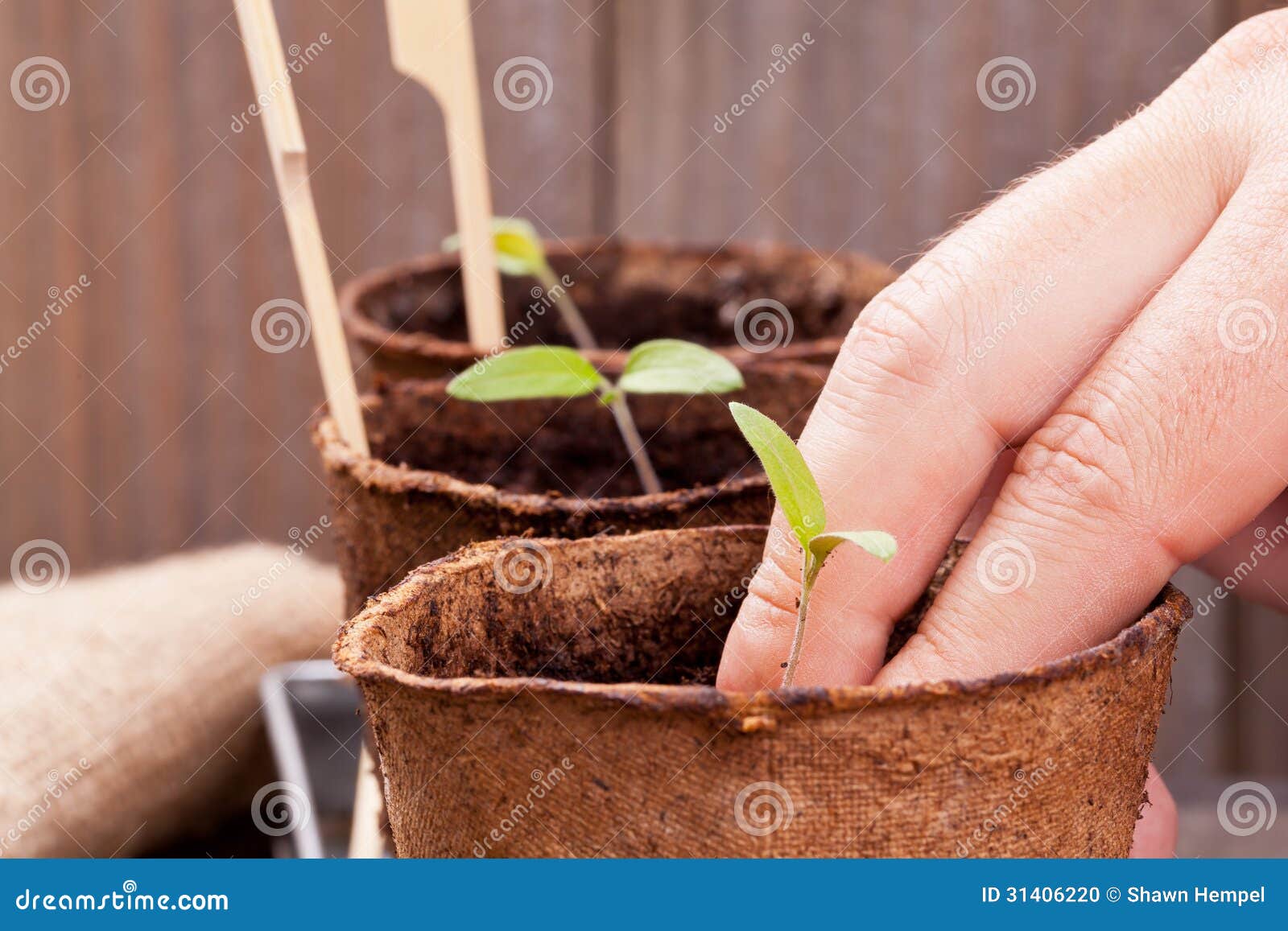 Seedling separation stock photo. Image of separation - 31406220