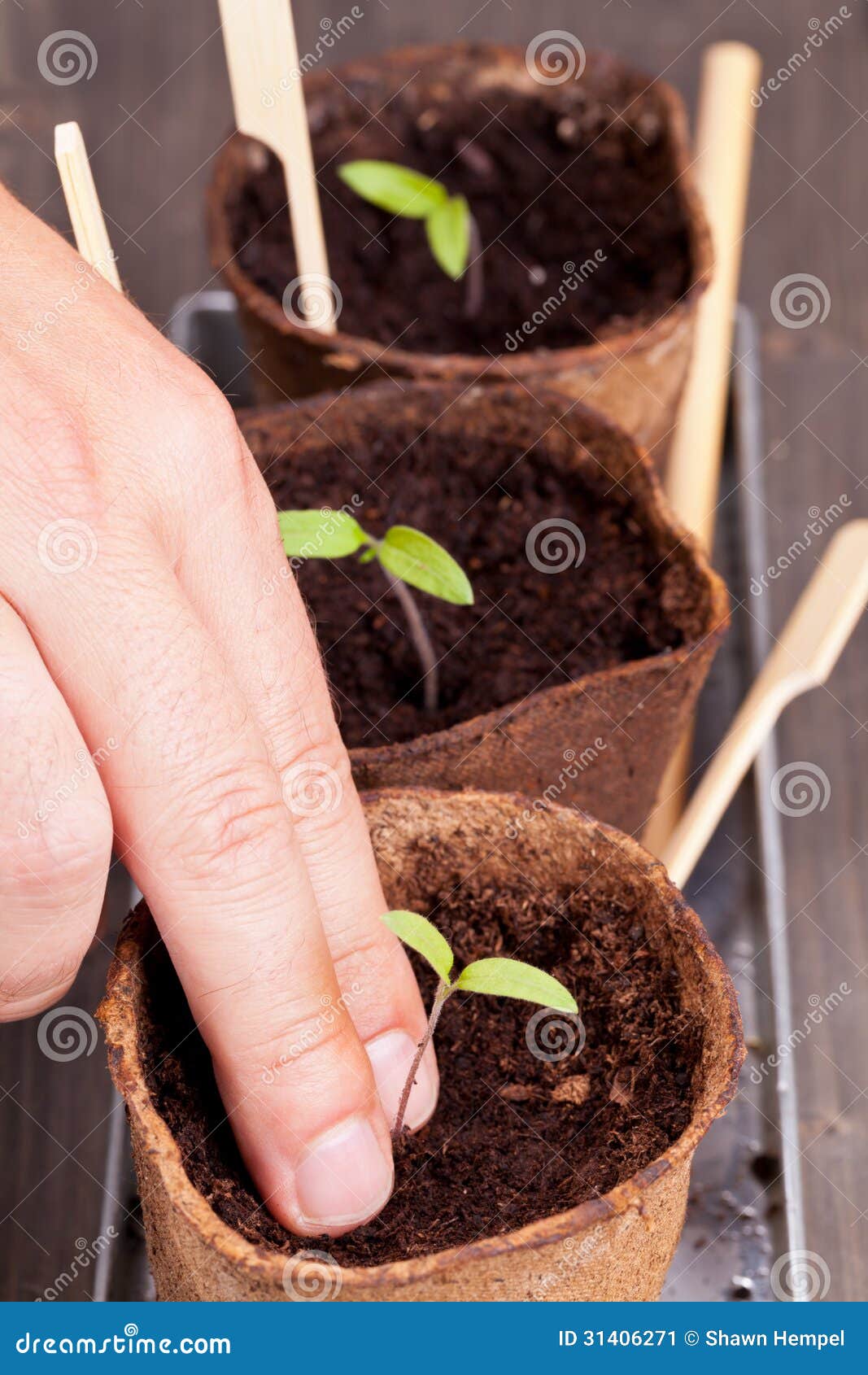 Seedling separation stock image. Image of seedlings, grower - 31406271