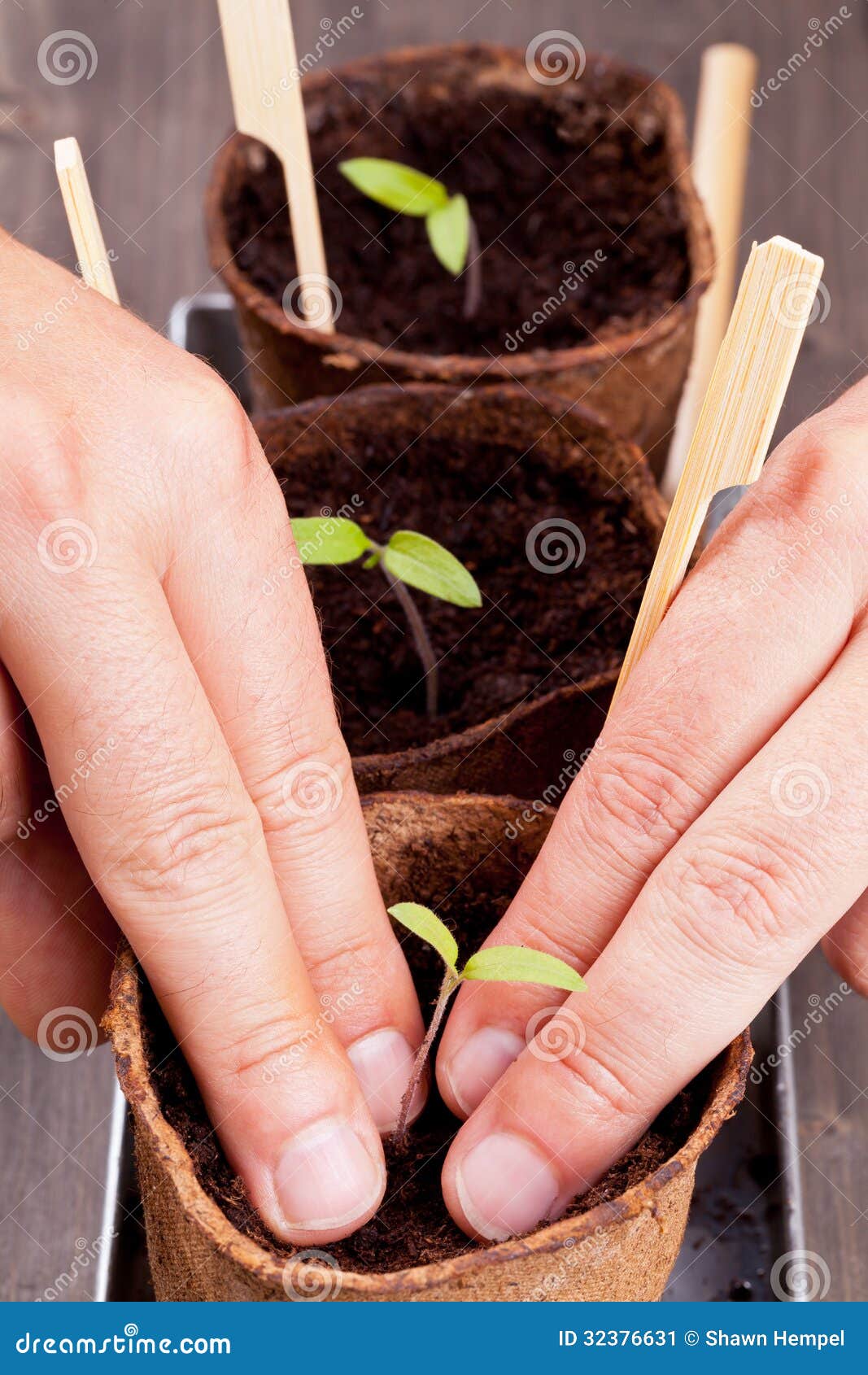 Seedling separation stock image. Image of gardener, grow - 32376631