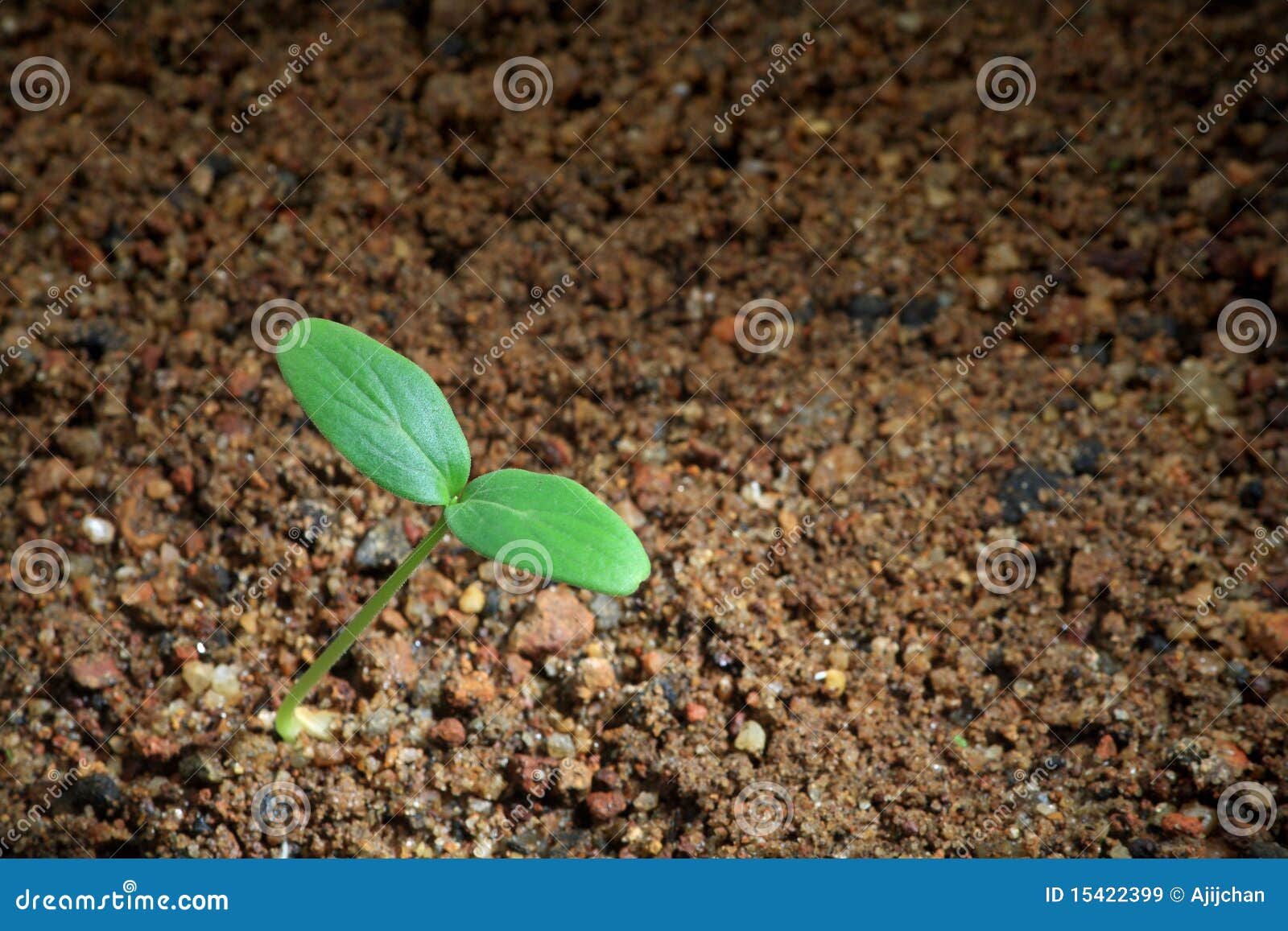 A seedling on soil stock image. Image of agriculture - 15422399