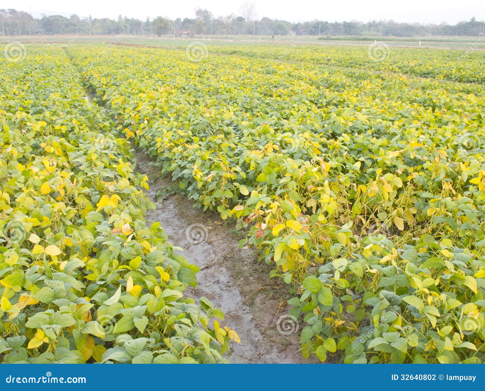 Seedling Soybean Field in Farmland Stock Photo - Image of food, nature ...