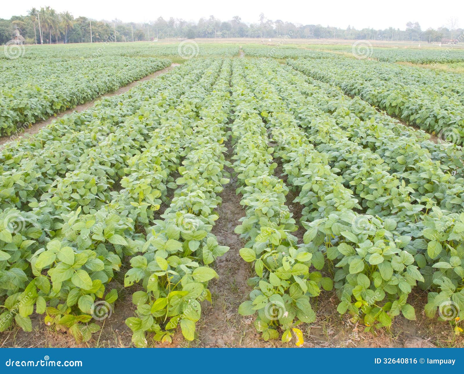 Seedling Soybean Field in Farmland Stock Photo - Image of cultivate ...