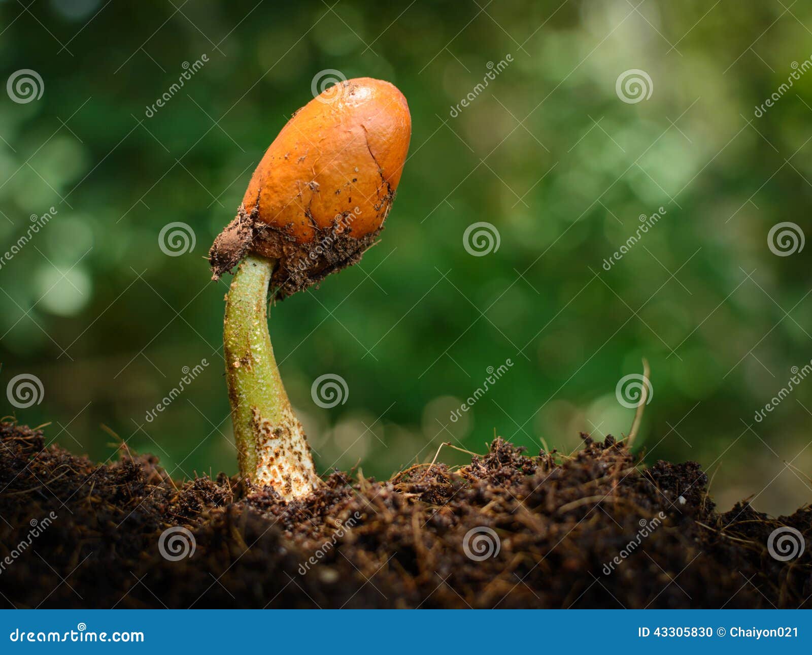 Seedling and sprout stock photo. Image of land, fresh - 43305830