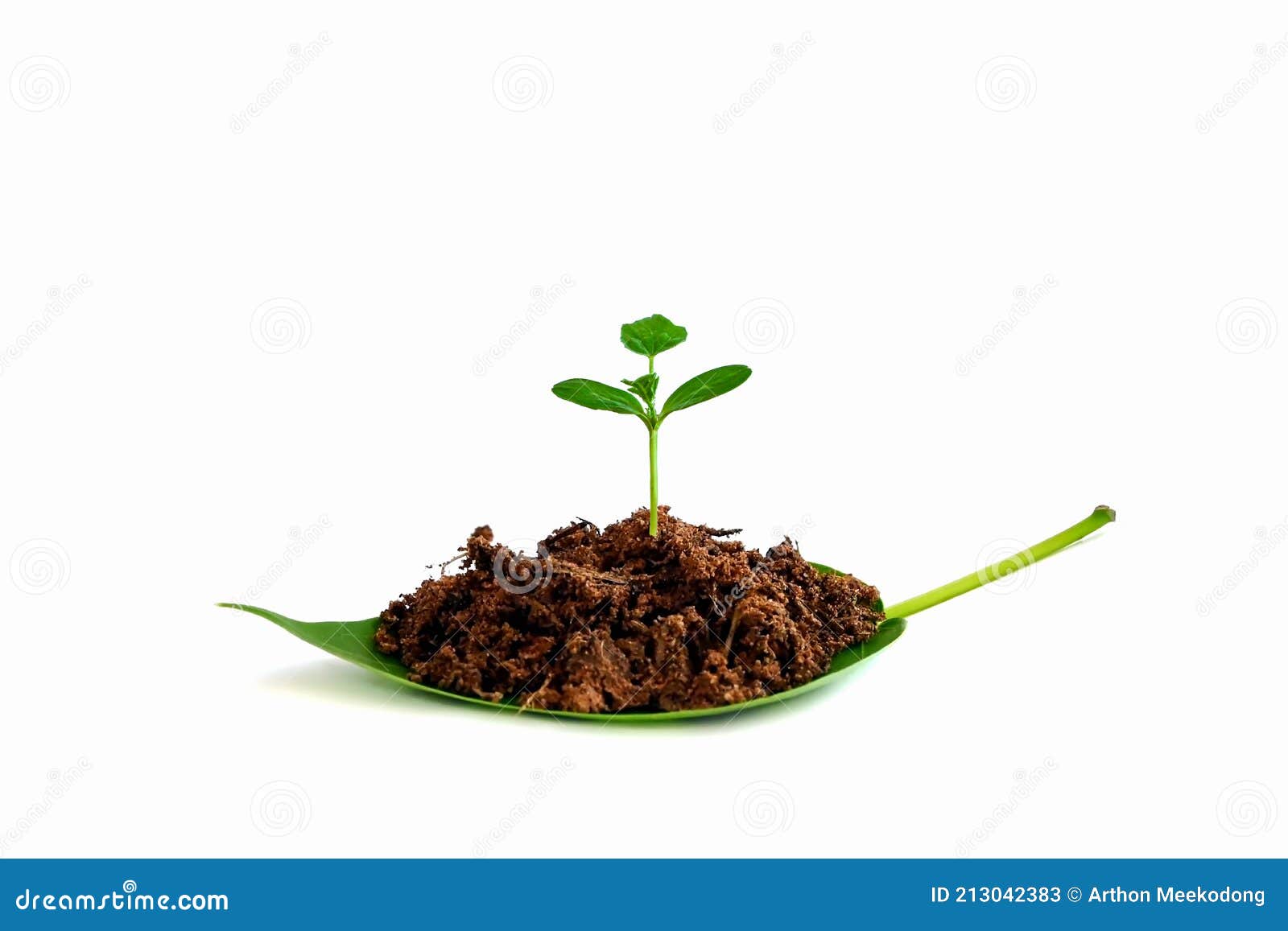 4,999 Seedling Sprouted Photos - Free & Royalty-Free Stock Photos from ...