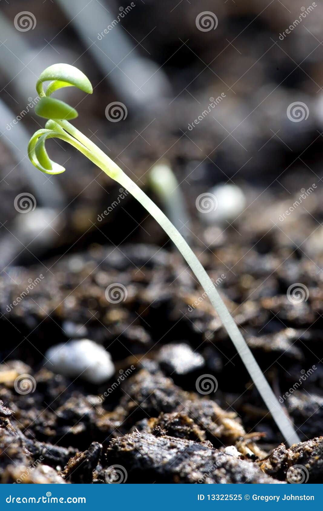 A seedling sprouting. stock image. Image of garden, healthy - 13322525