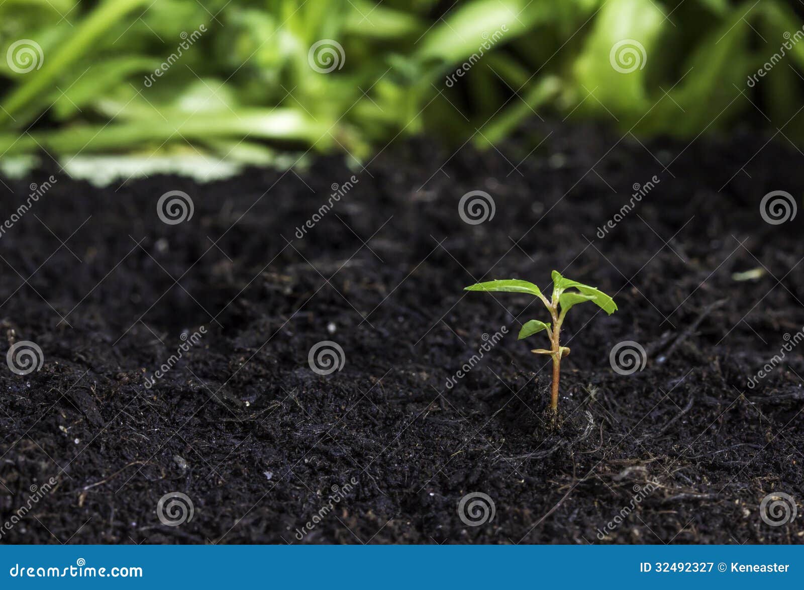 Seedling Sprouting from the Ground Stock Image - Image of concepts ...
