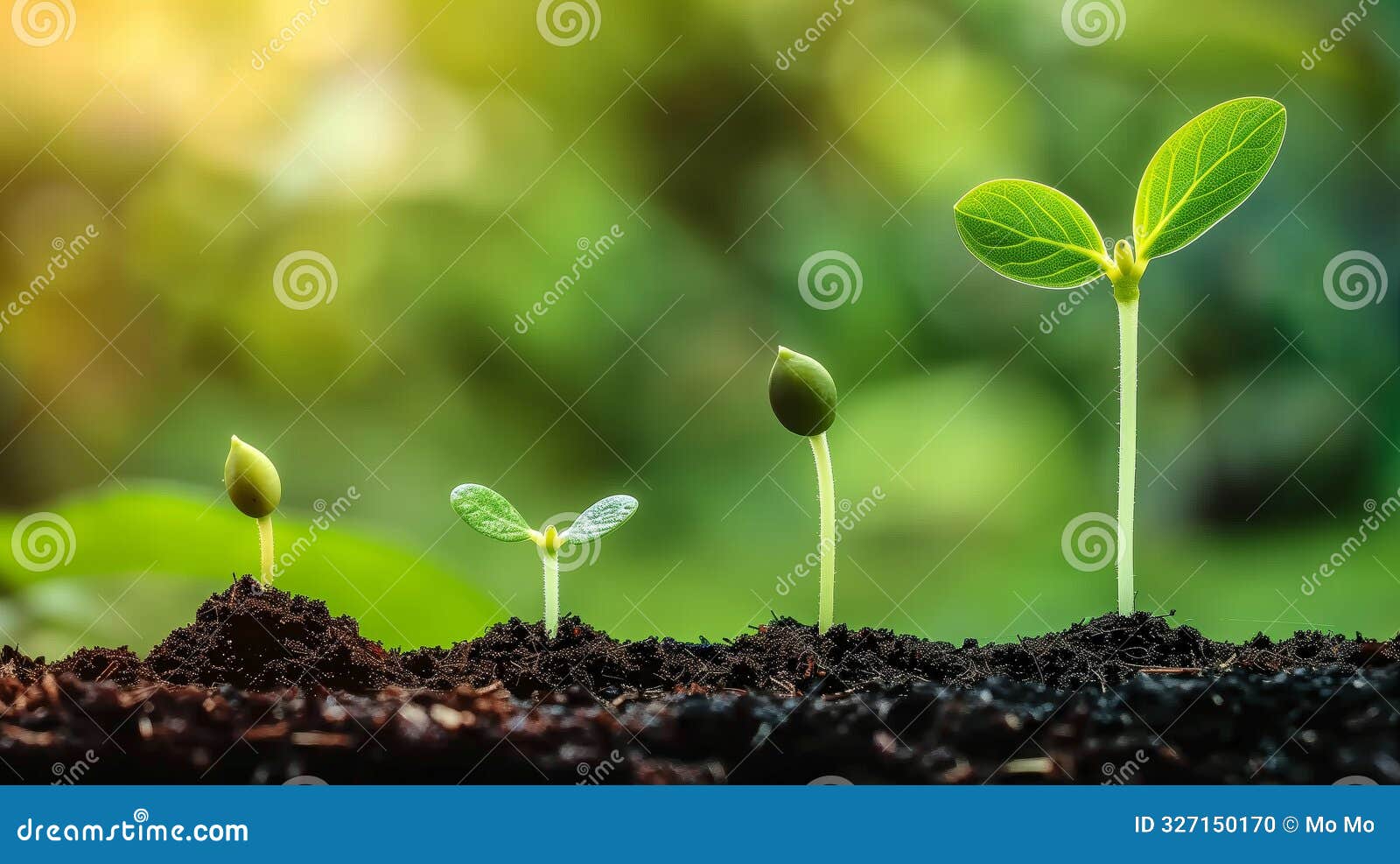 Seedling Sprouting Ground Leaves New Beginnings Growth Environmental ...
