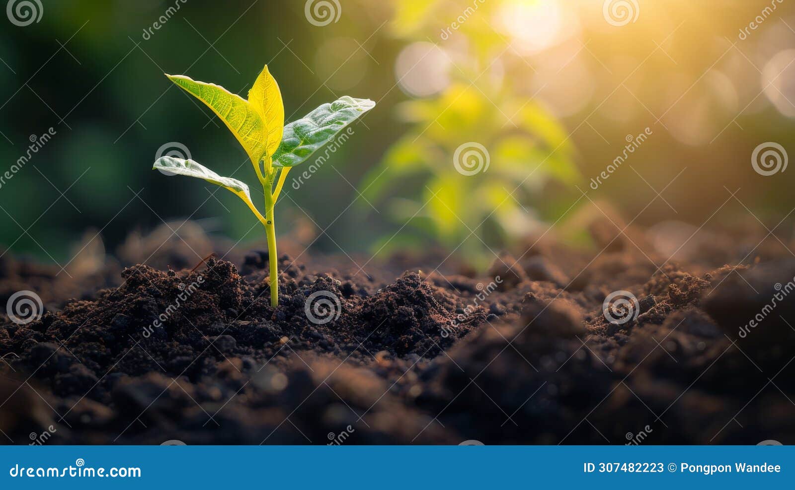 A Seedling Sprouting from the Soil, Its Delicate Green Stem Stretching ...
