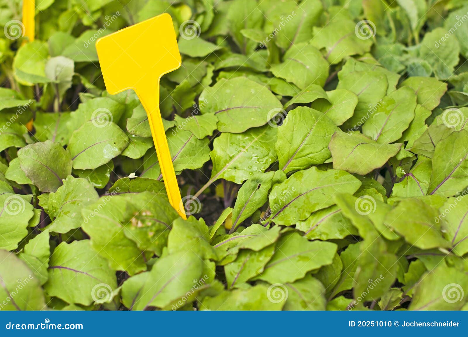 Seedling of stem cabbage stock photo. Image of italian - 20251010