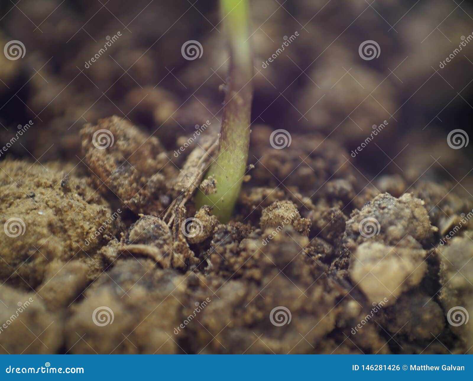 Seedling Stem stock photo. Image of agriculture, grow - 146281426