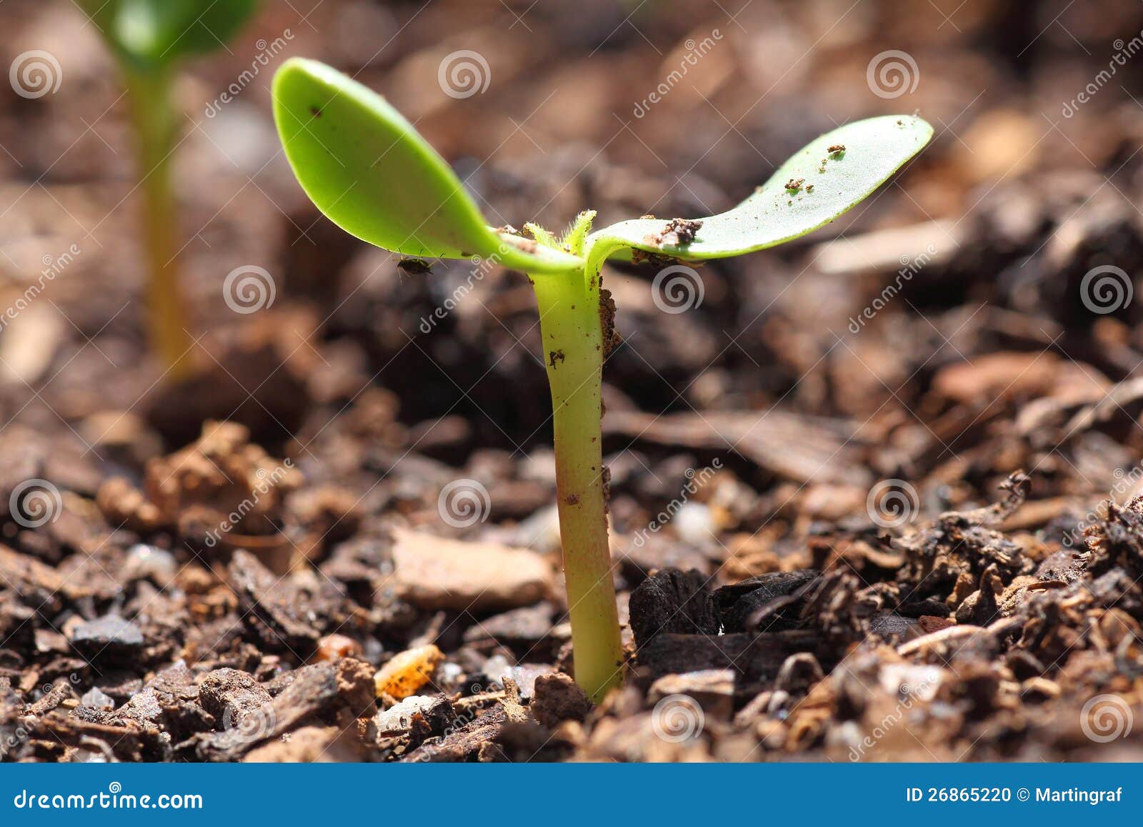 Seedling of sunflower stock photo. Image of growth, beginning - 26865220