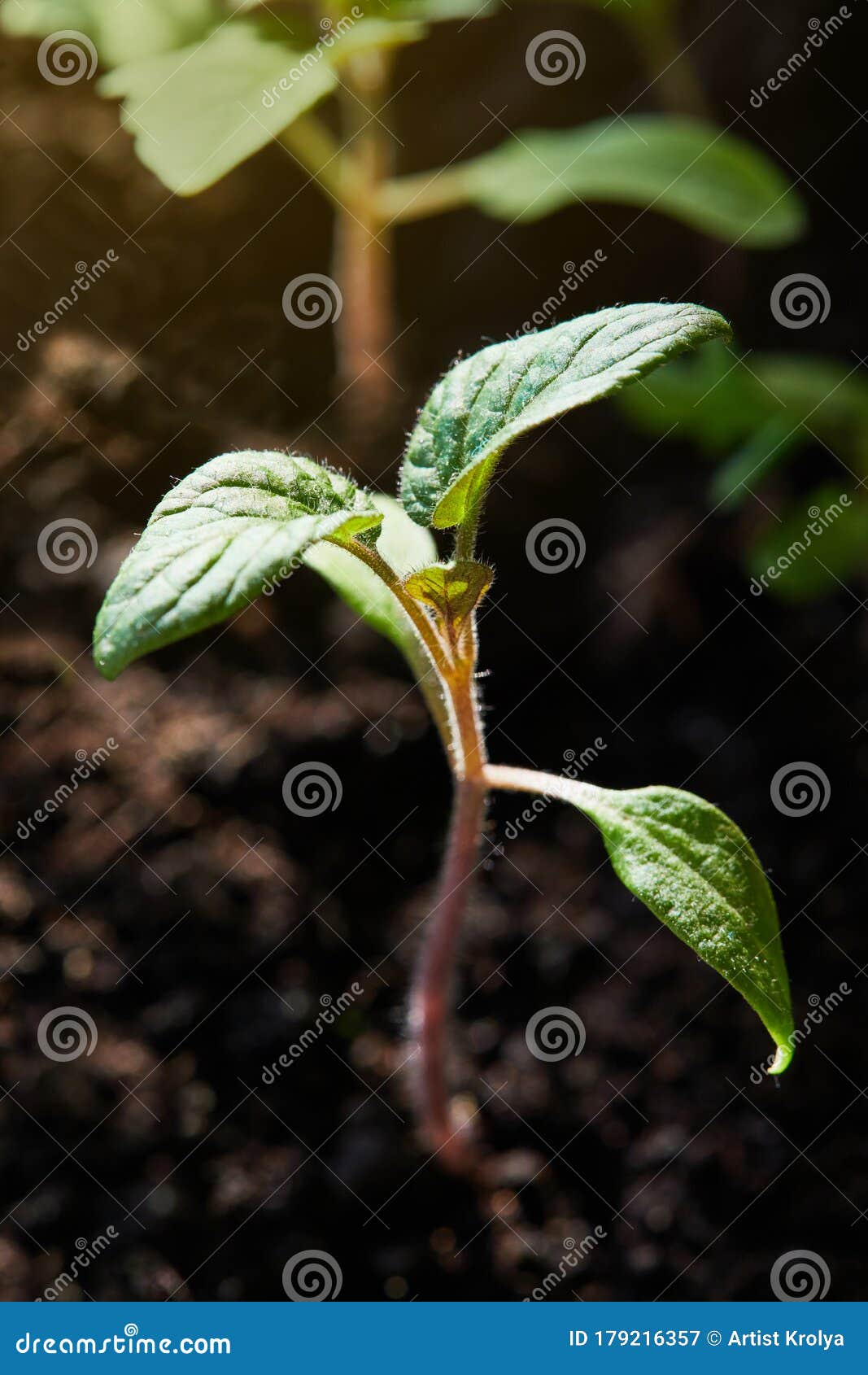Seedling Tomato in Tray for Sprout in Greenhouse Stock Image - Image of ...