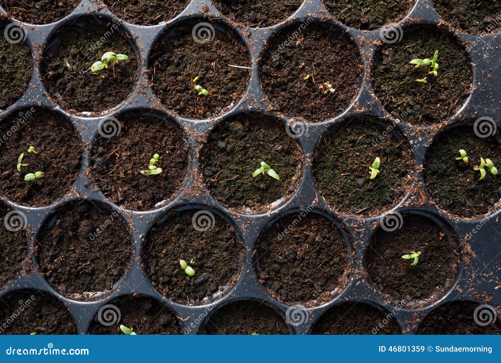 Seedling stock image. Image of crop, cultivation, seedling - 46801359